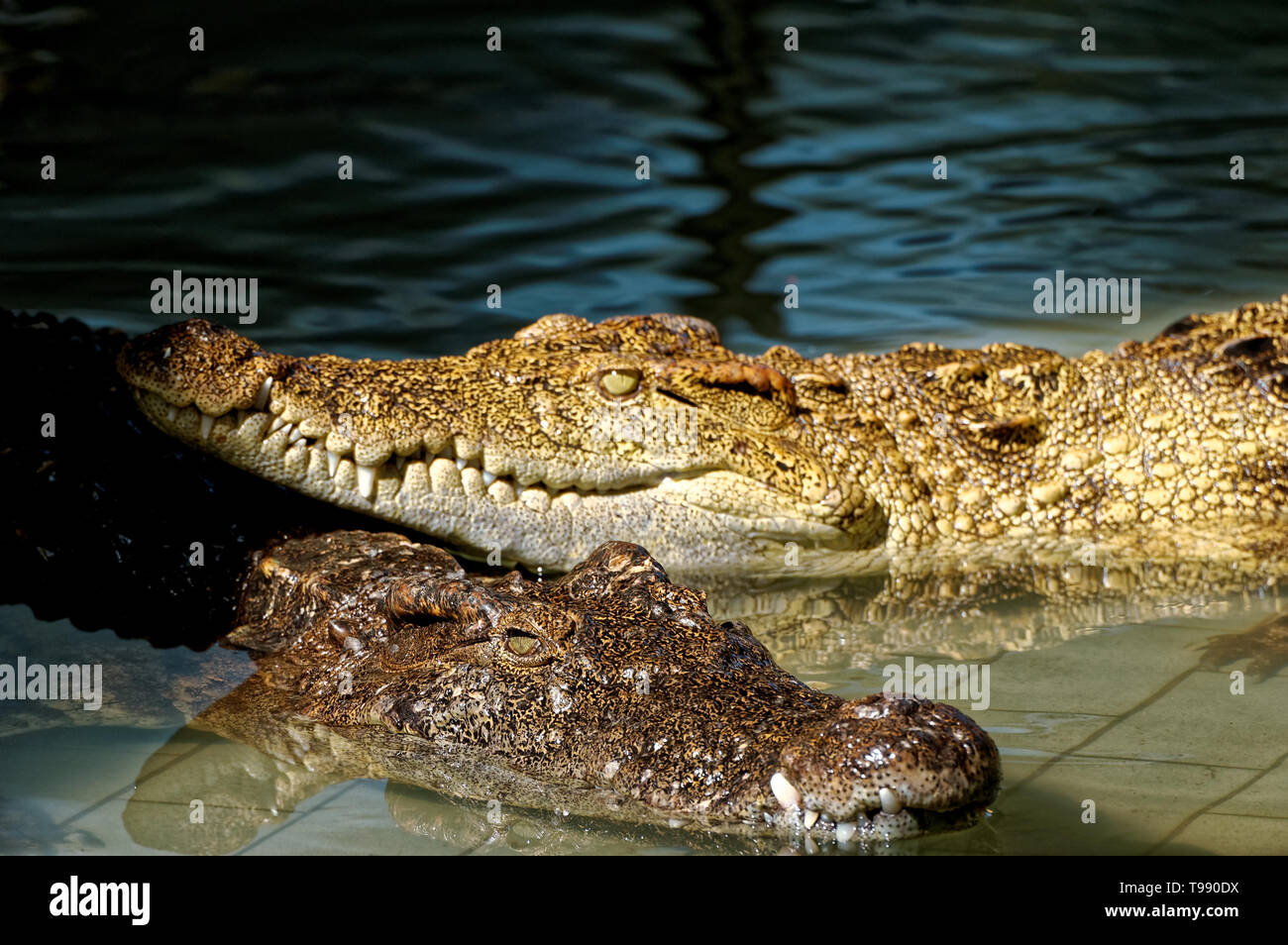 Crocodile pictures hi-res stock photography and images - Alamy