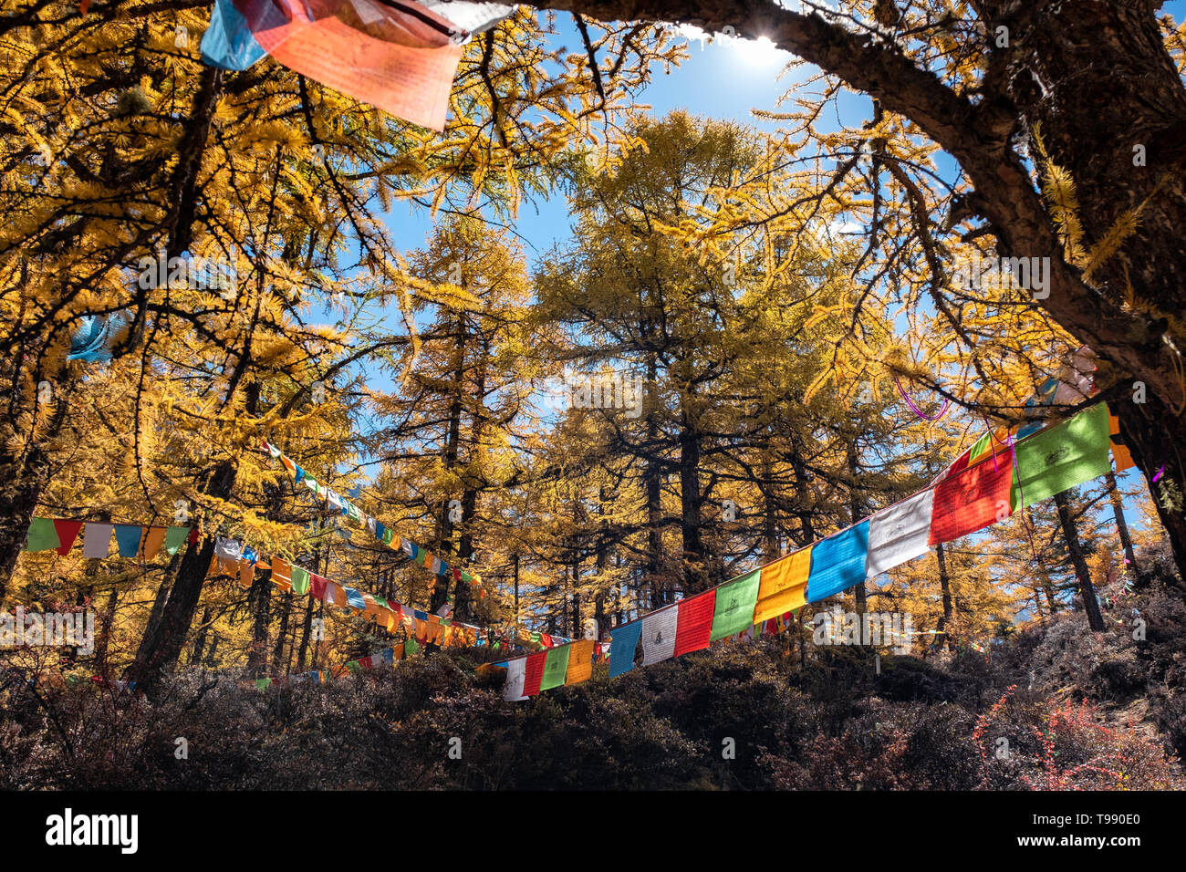 Sunlight shining in golden pine forest with colorful flags prayer ...