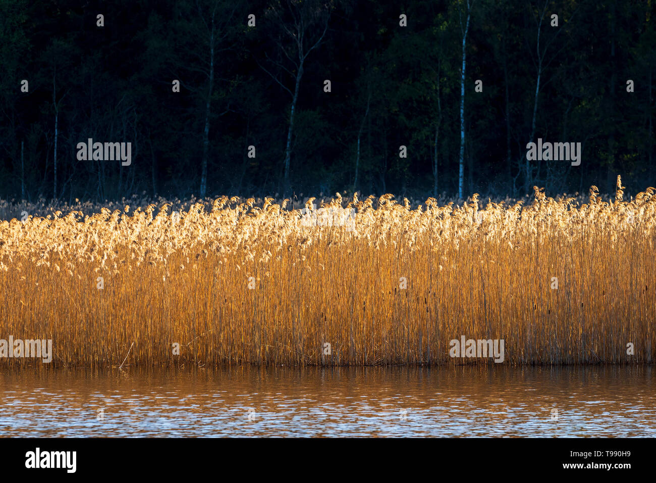 Reeds in sunlight with a dark forest in the backgrounds Stock Photo - Alamy