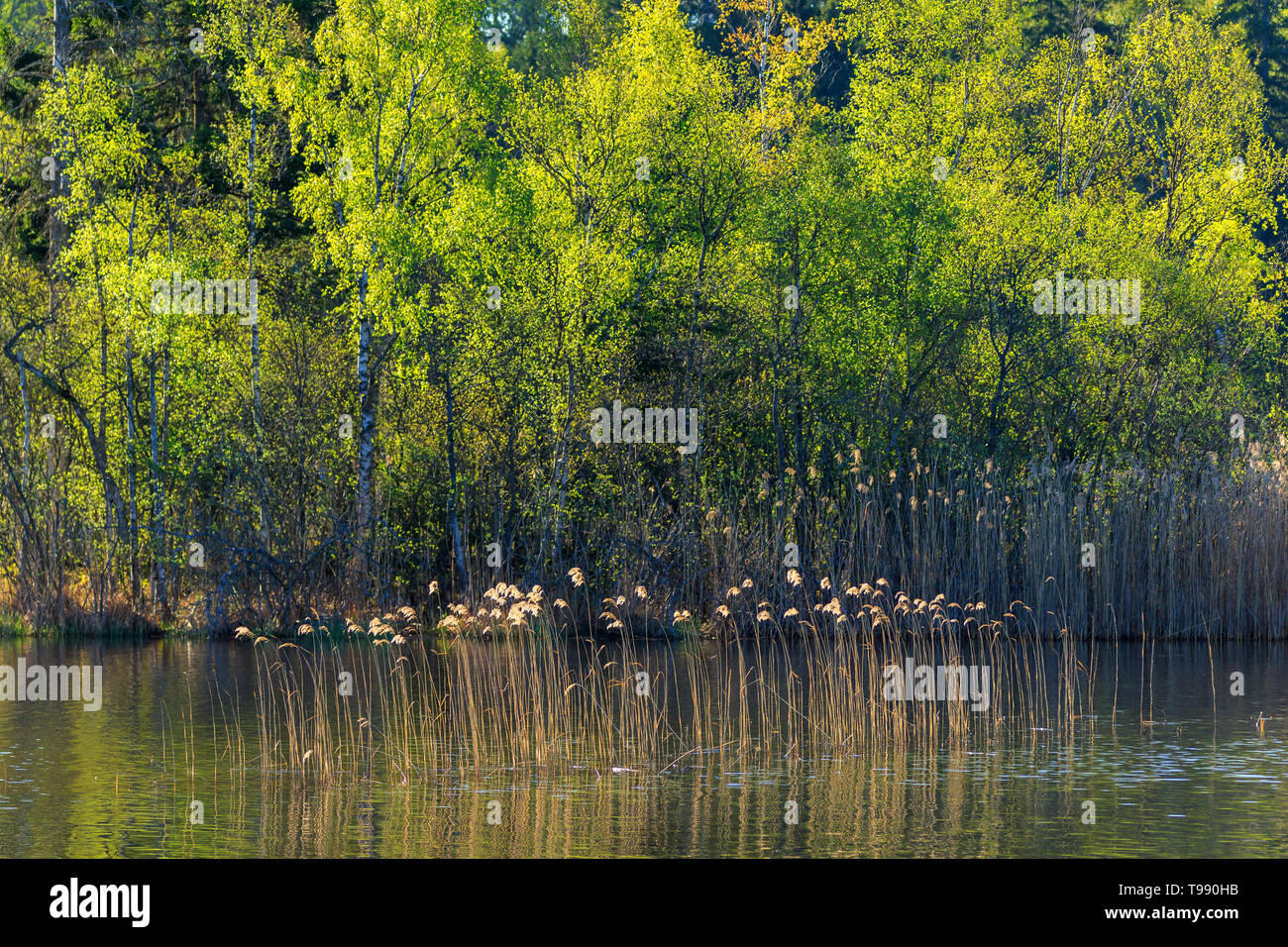 Birch tree lakeshore hi-res stock photography and images - Alamy