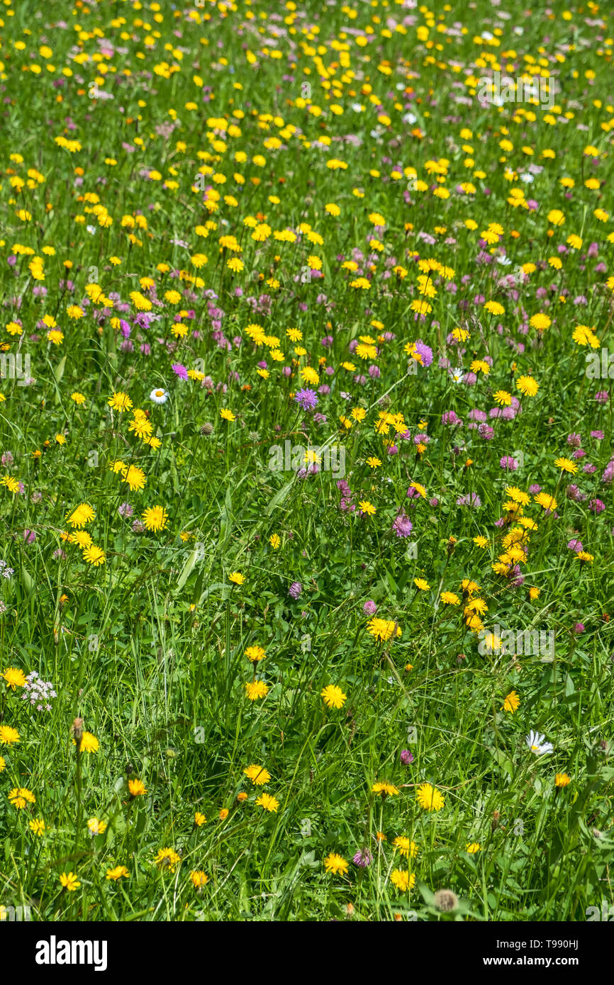 Flowering meadow with wild summer flowers Stock Photo - Alamy