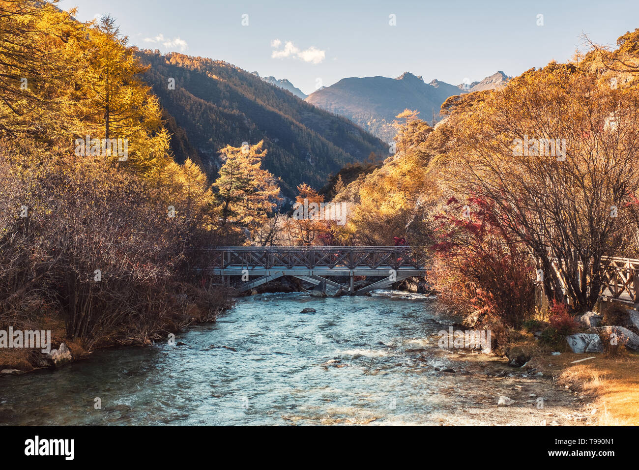 Cross bridge in golden pine forest in valley at Yading nature reserve ...