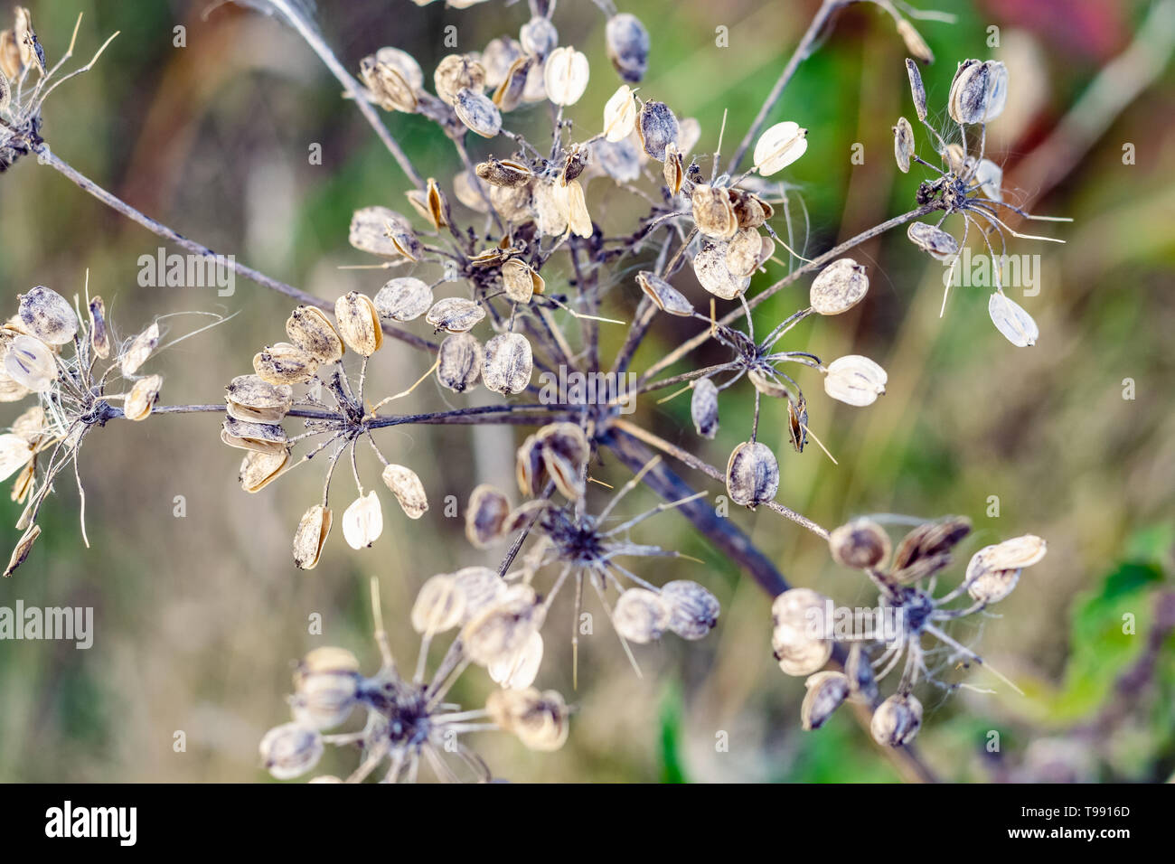 Dead flower stems hi-res stock photography and images - Alamy