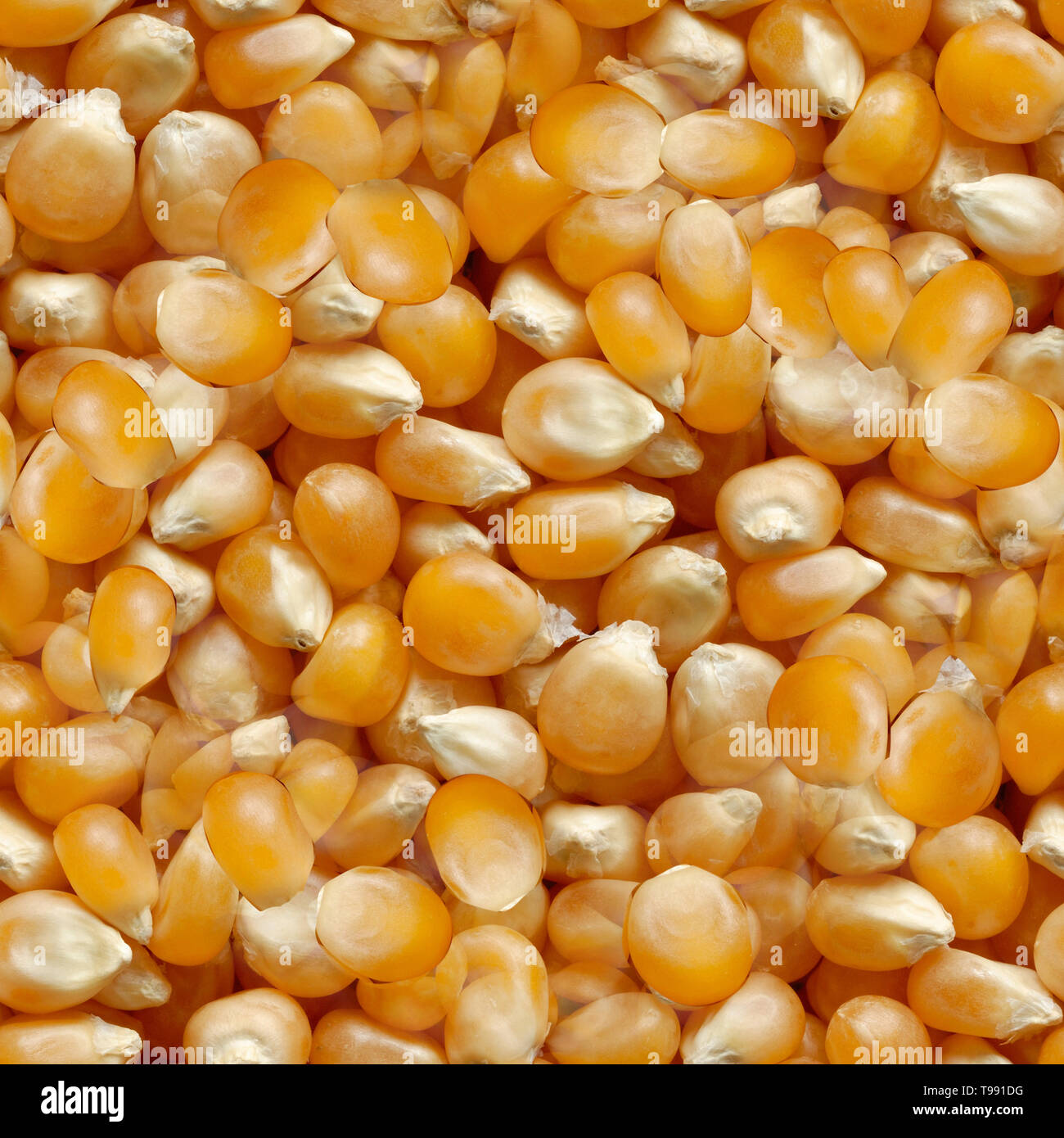 Corn Seamless Texture Tile Stock Photo - Alamy