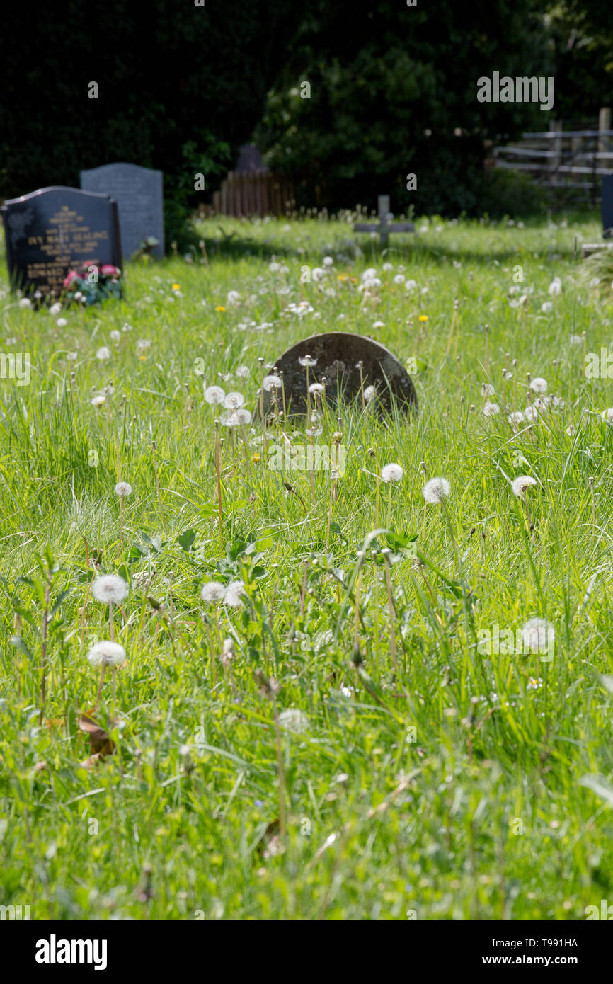A country graveyard with ancient headstones Stock Photo - Alamy