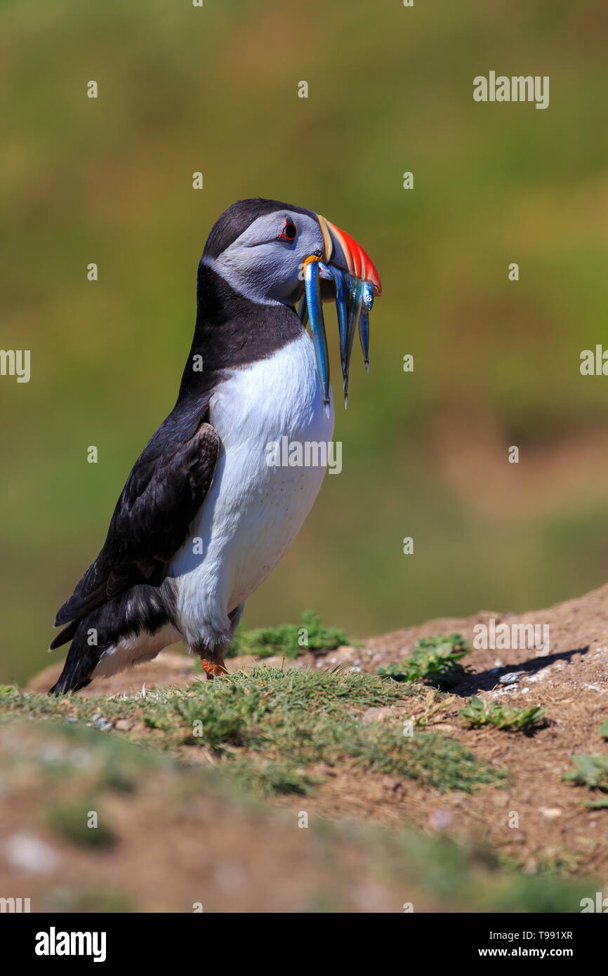 The Atlantic puffin, also known as the common puffin, is a species of ...