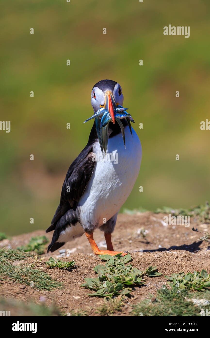 The Atlantic puffin, also known as the common puffin, is a species of ...