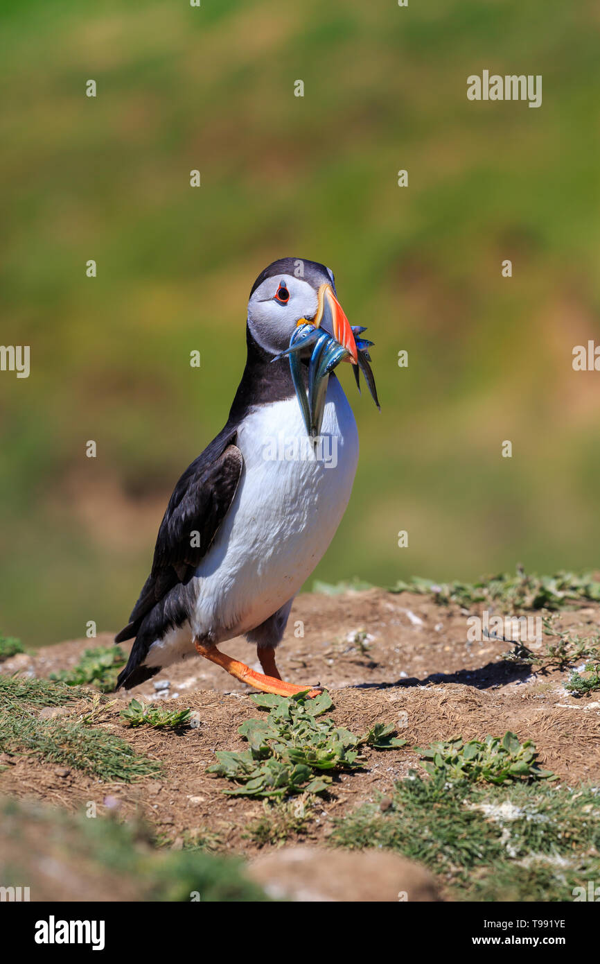 The Atlantic puffin, also known as the common puffin, is a species of ...