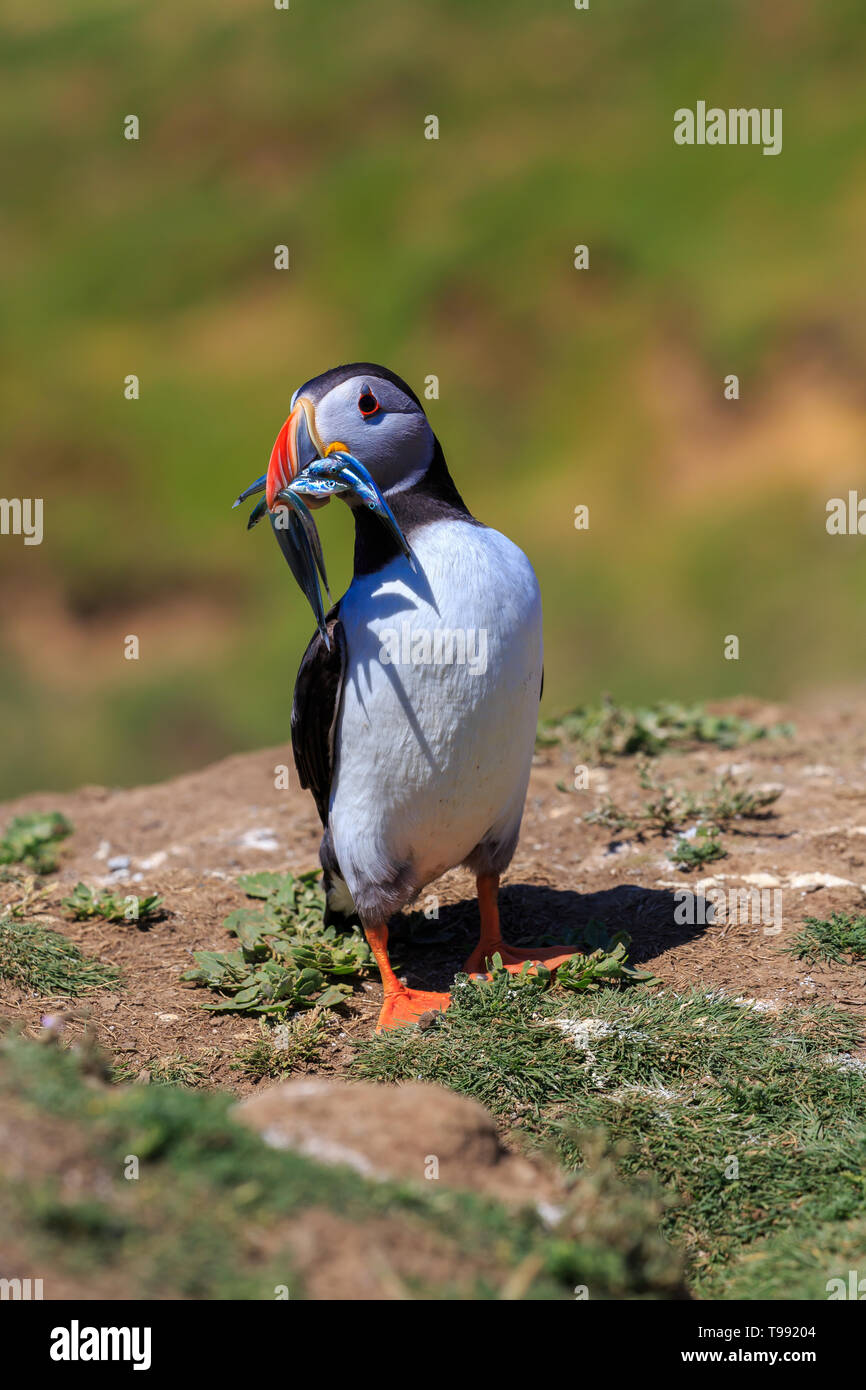 The Atlantic puffin, also known as the common puffin, is a species of ...