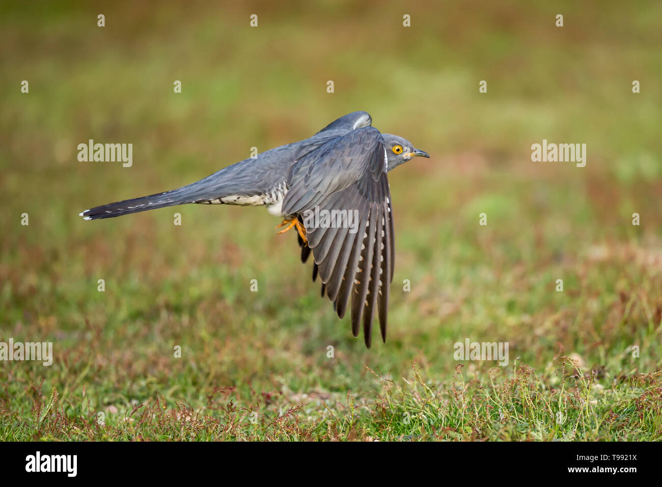 Cuckoo in flight hi-res stock photography and images - Alamy