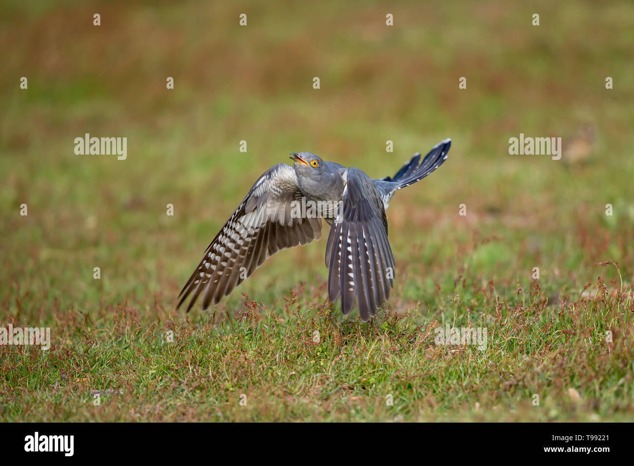 A Common cuckoo in flight up close Stock Photo - Alamy