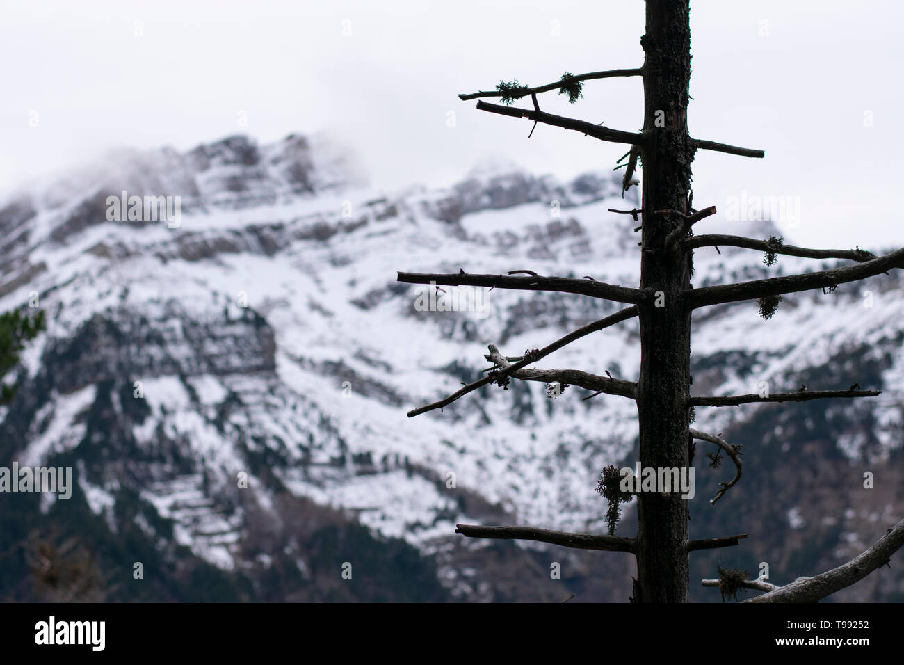 Forest scene with fir trees and alps mountains in background hi-res ...