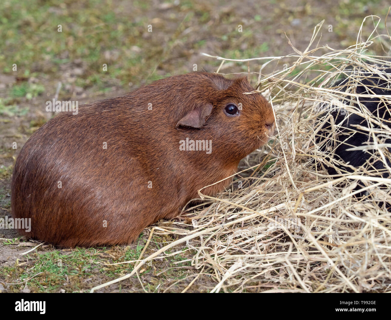 Domestic Guinea Pig High Resolution Stock Photography and Images - Alamy