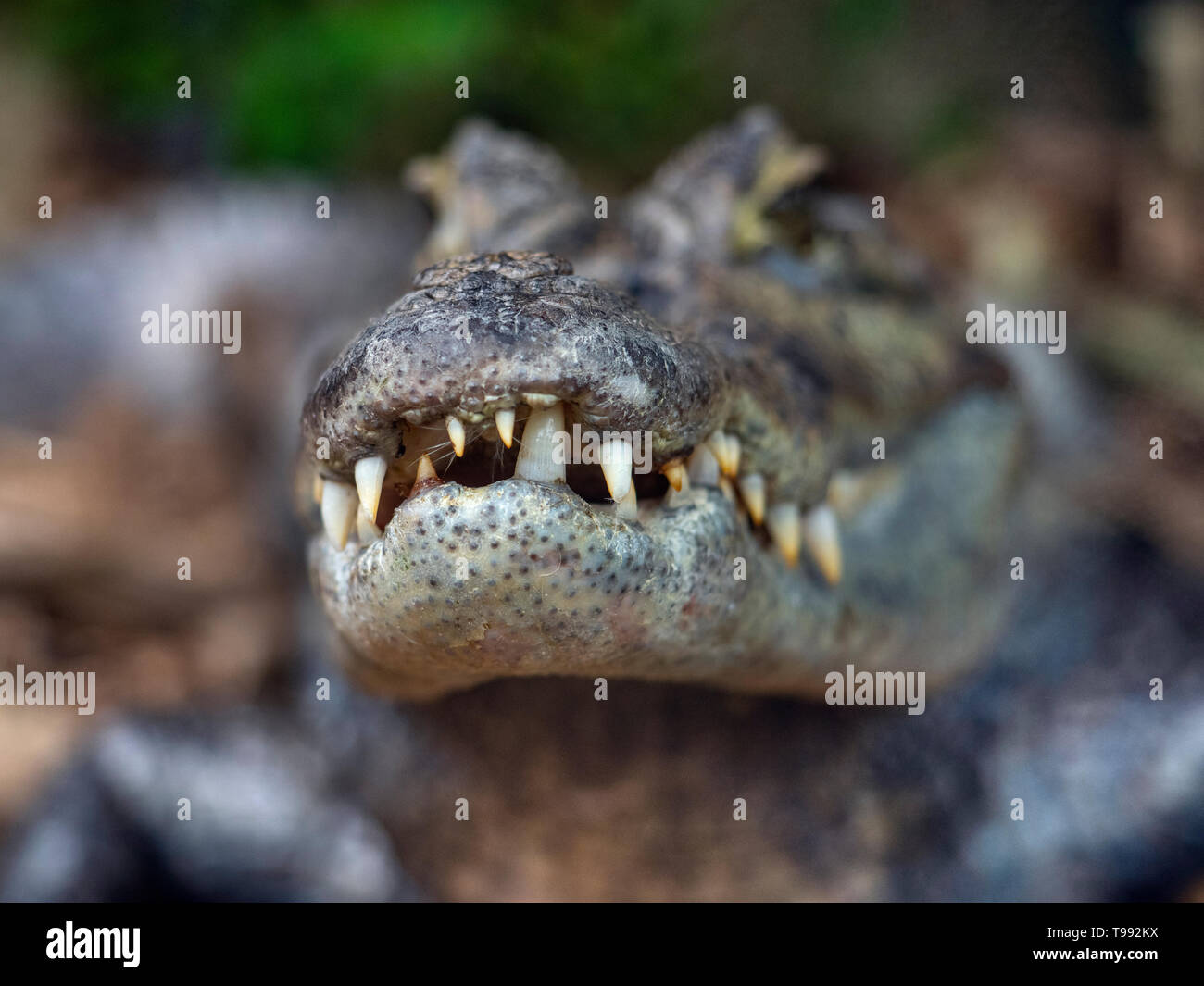 Spectacled caiman Caiman crocodilus Cost Rica South America Stock Photo ...