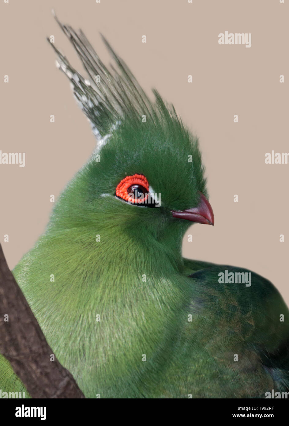 Turacos hi-res stock photography and images - Alamy