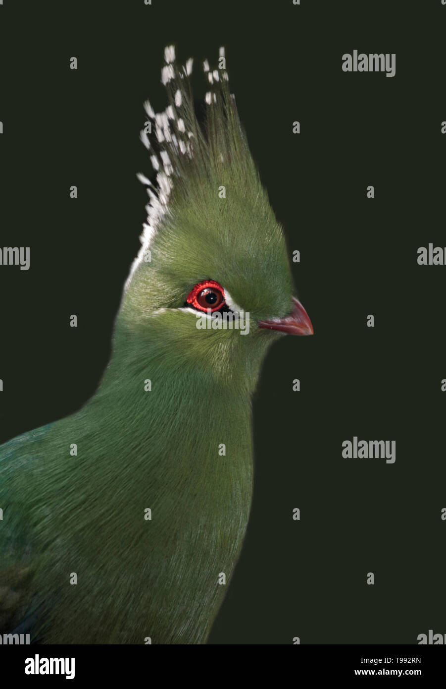 Schalow's Turaco (taruaco schalowi Stock Photo - Alamy