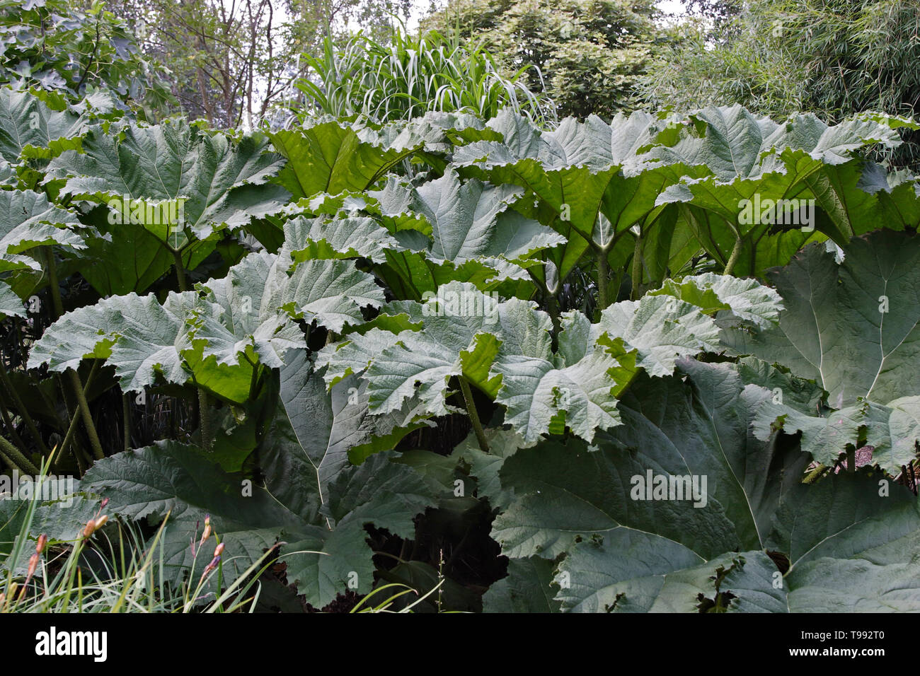 Gigantic rhubarb hi-res stock photography and images - Alamy