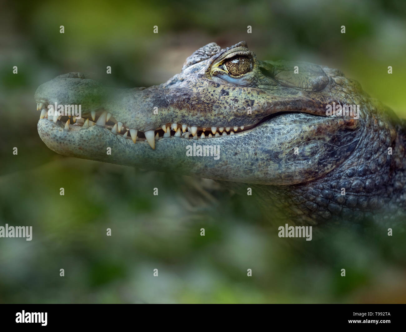 Caiman hi-res stock photography and images - Alamy
