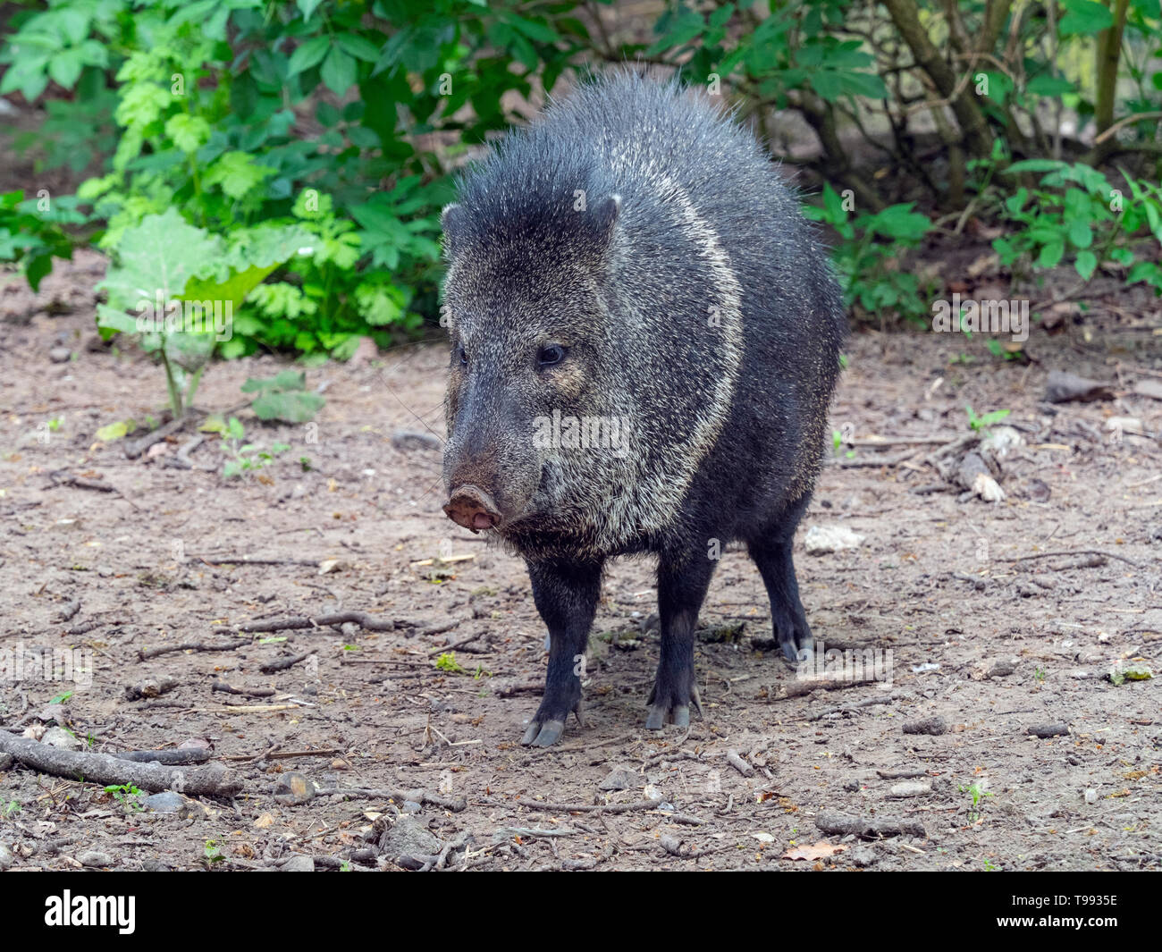 Pig like hi-res stock photography and images - Alamy