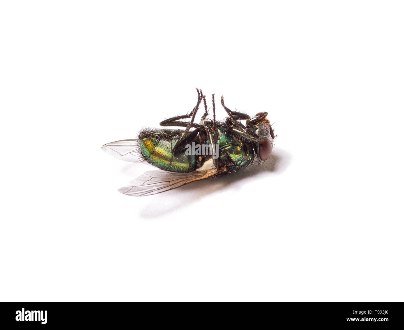 Dead fly isolated on white background. Biology, toxic and exterminator ...