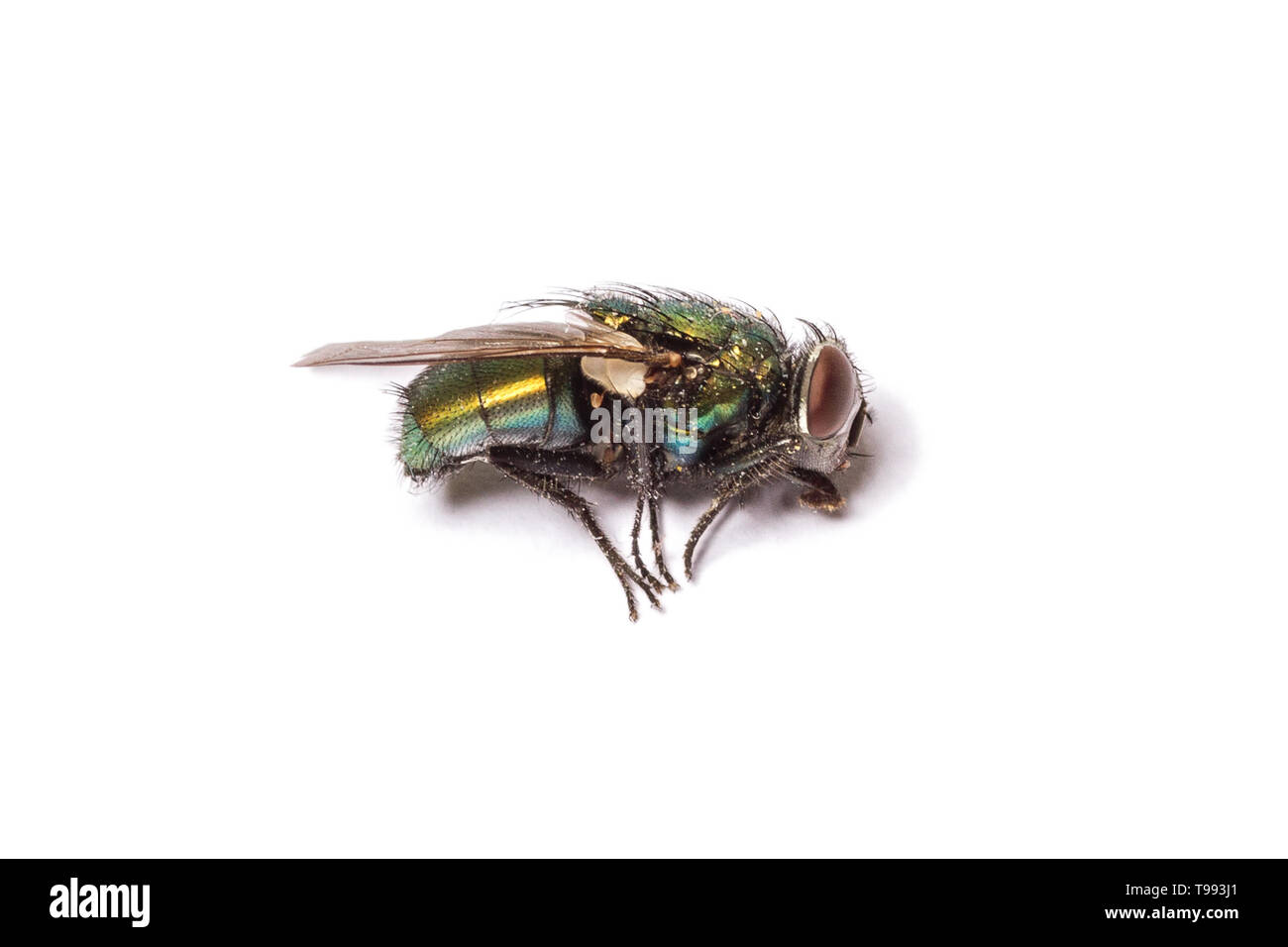 Dead fly isolated on white background. Biology, toxic and exterminator ...