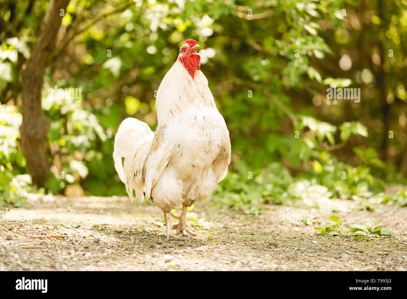 Free running and crowing rooster on a farm. Organic farming concept ...
