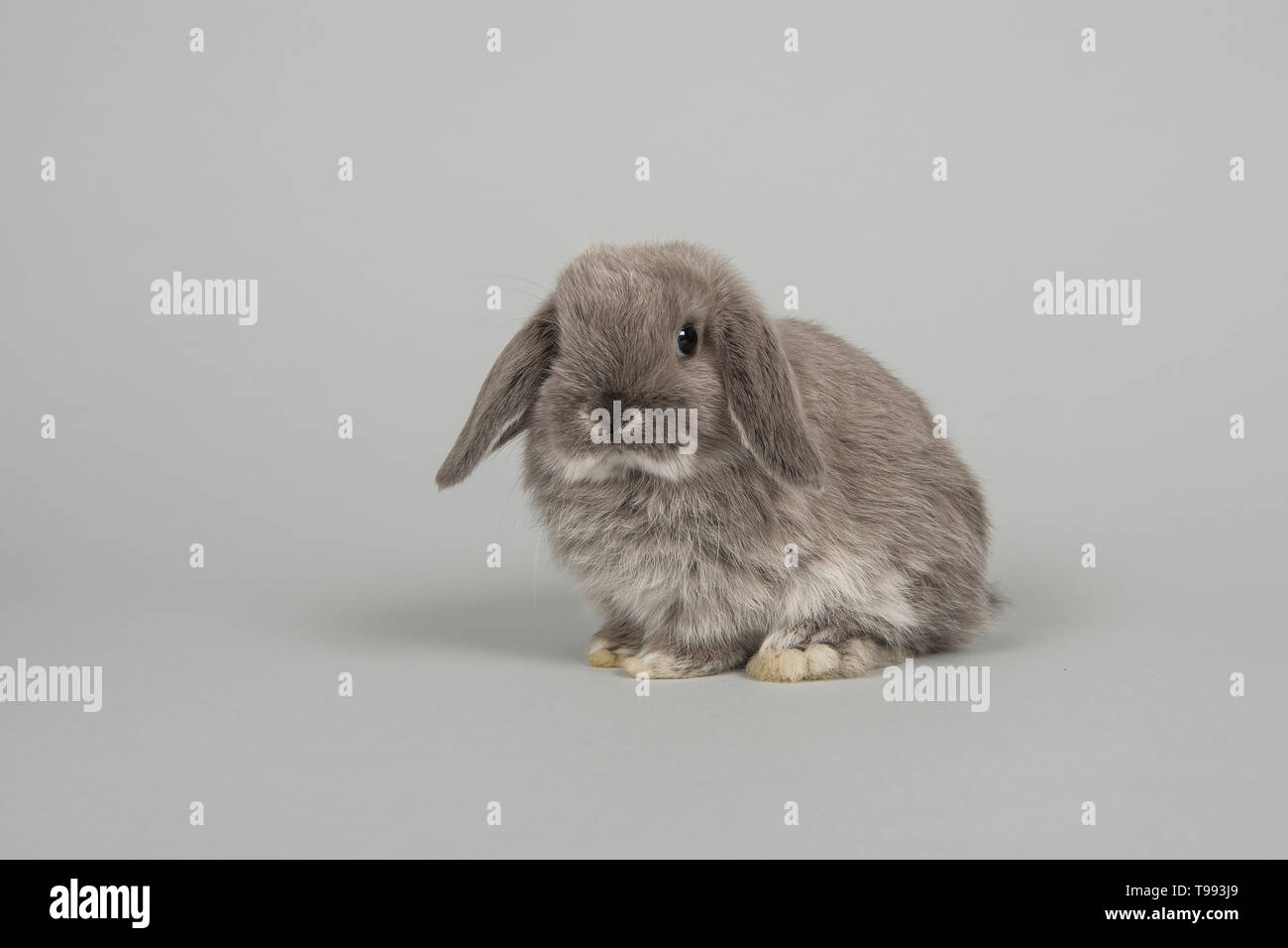Cute young dark grey bunny seen from the front on a grey background ...