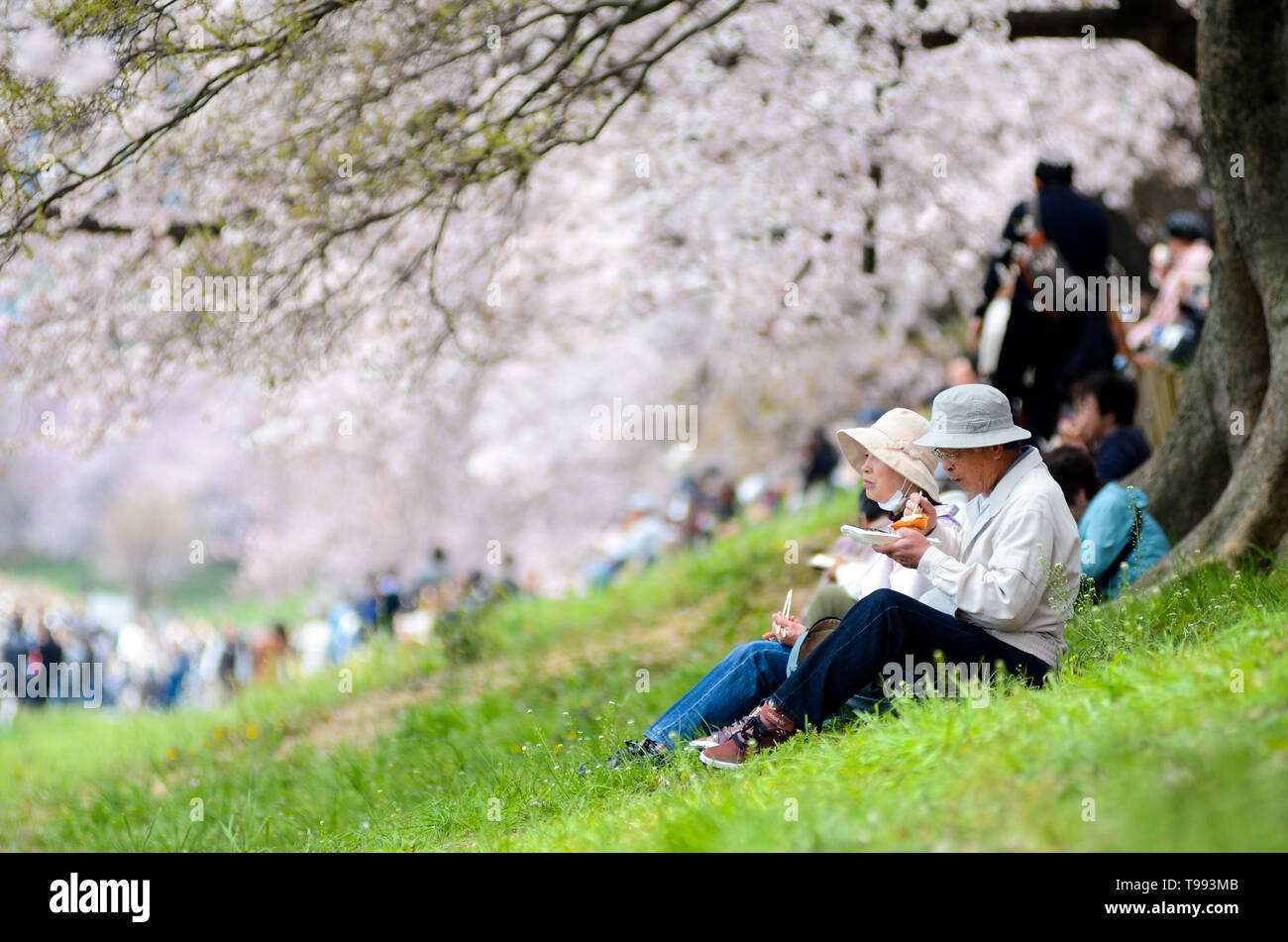 Cherry blossom at Yodo Riverside Park (aka Sewaritei Park) near Yawata ...