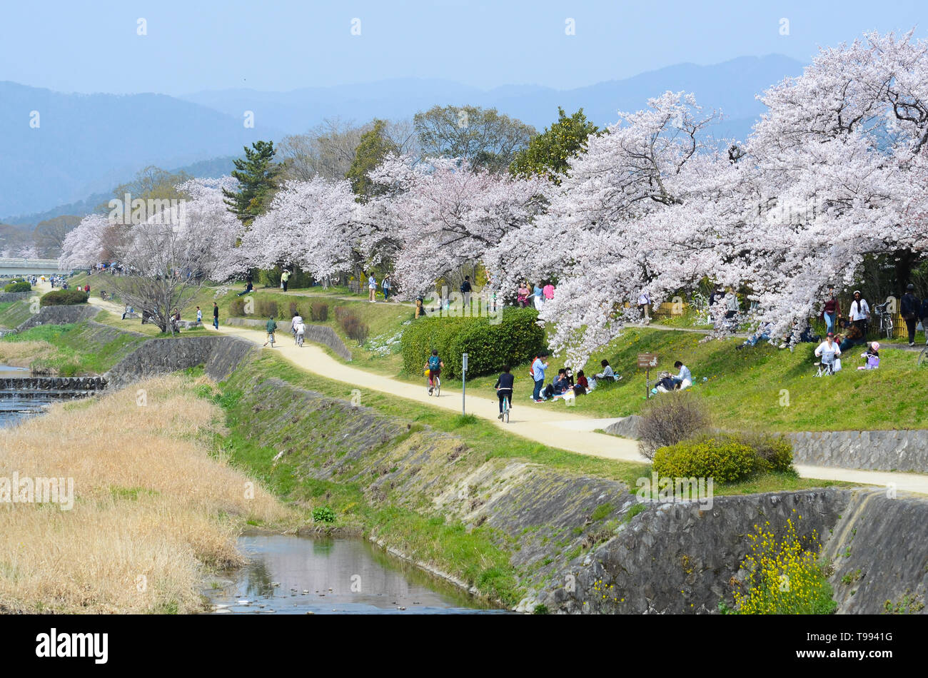 Kamogawa tokyo cherry hi-res stock photography and images - Alamy