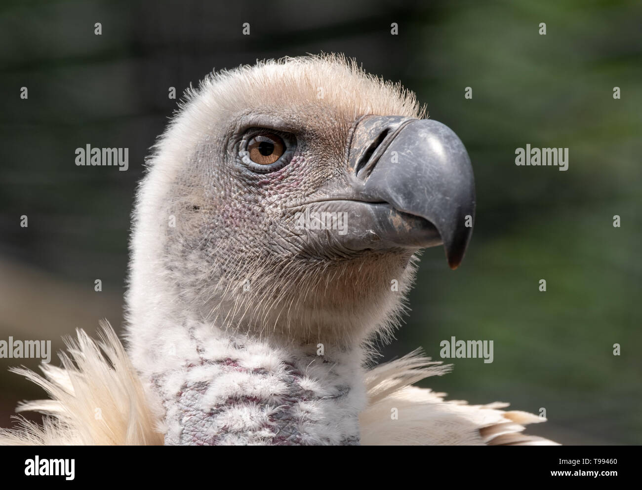 Cape Griffon vulture, large raptor indigenous to the area, photographed ...