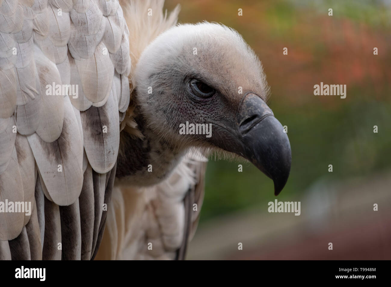 Cape Griffon vulture, large raptor indigenous to the area, photographed ...