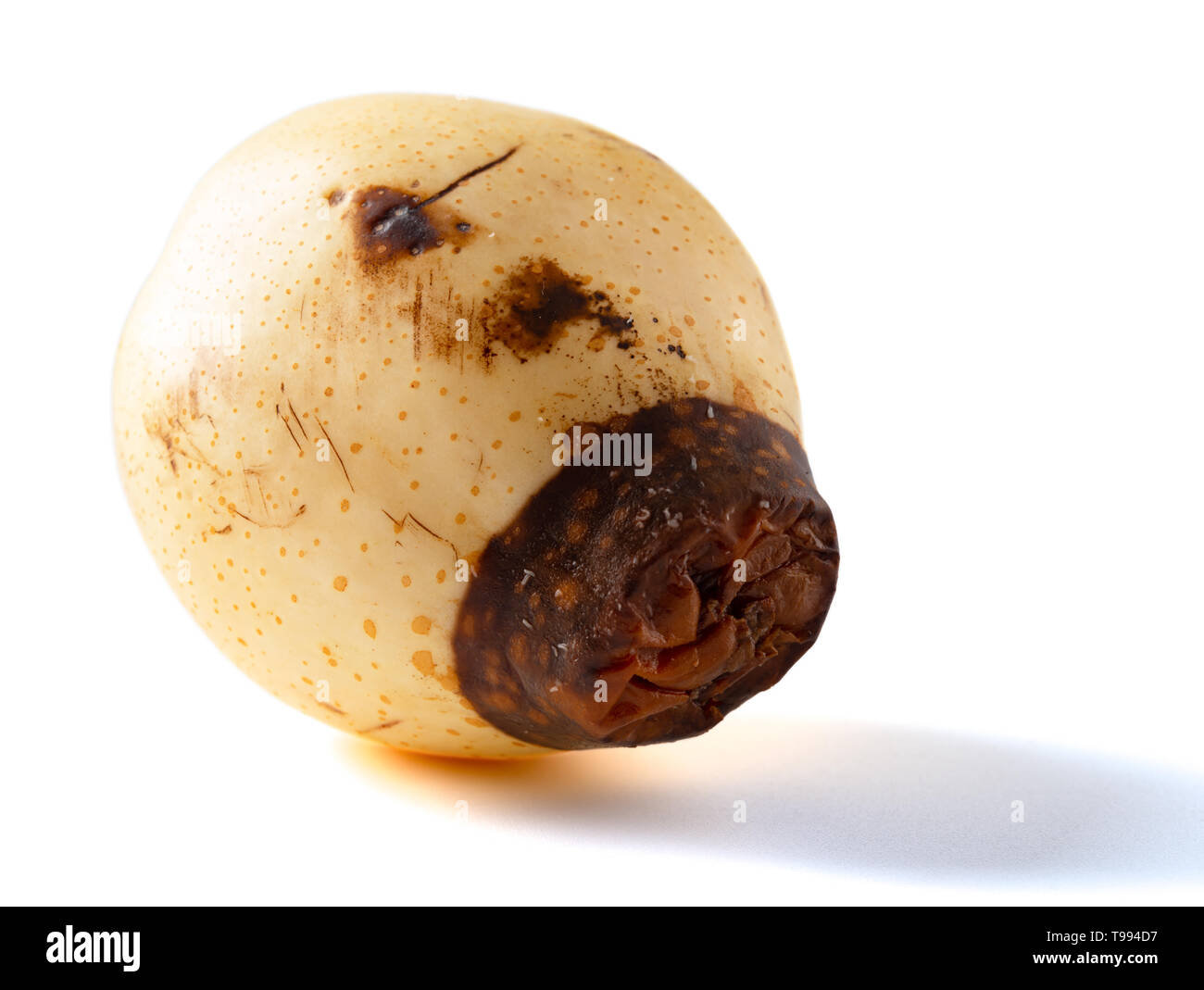 overripe pear with worms on white with clipping path Stock Photo - Alamy