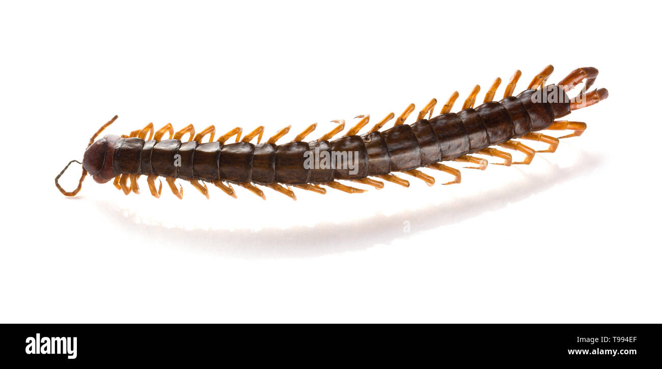 dead body of a giant size centipede on a white background Stock Photo ...