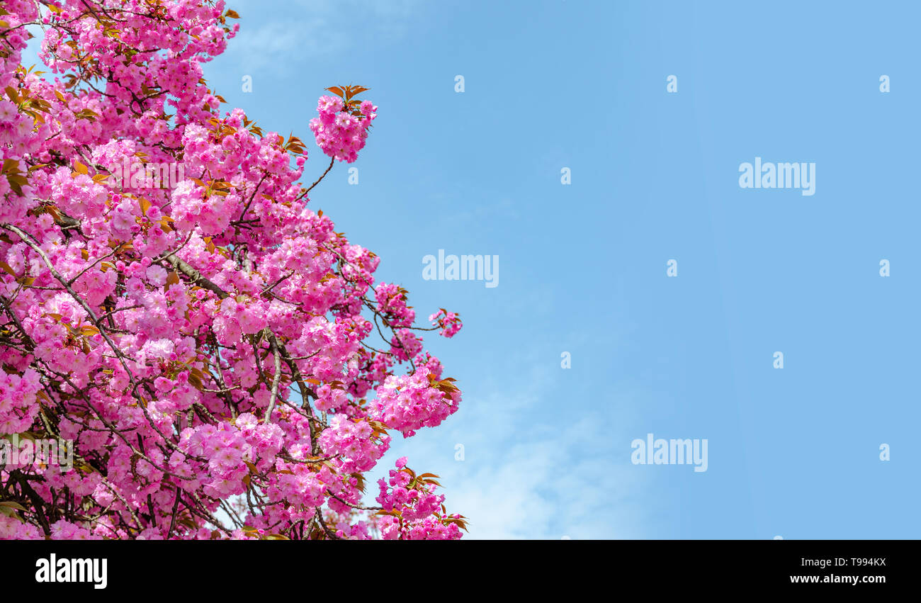 Japanese sakura cherry flower hi-res stock photography and images - Alamy