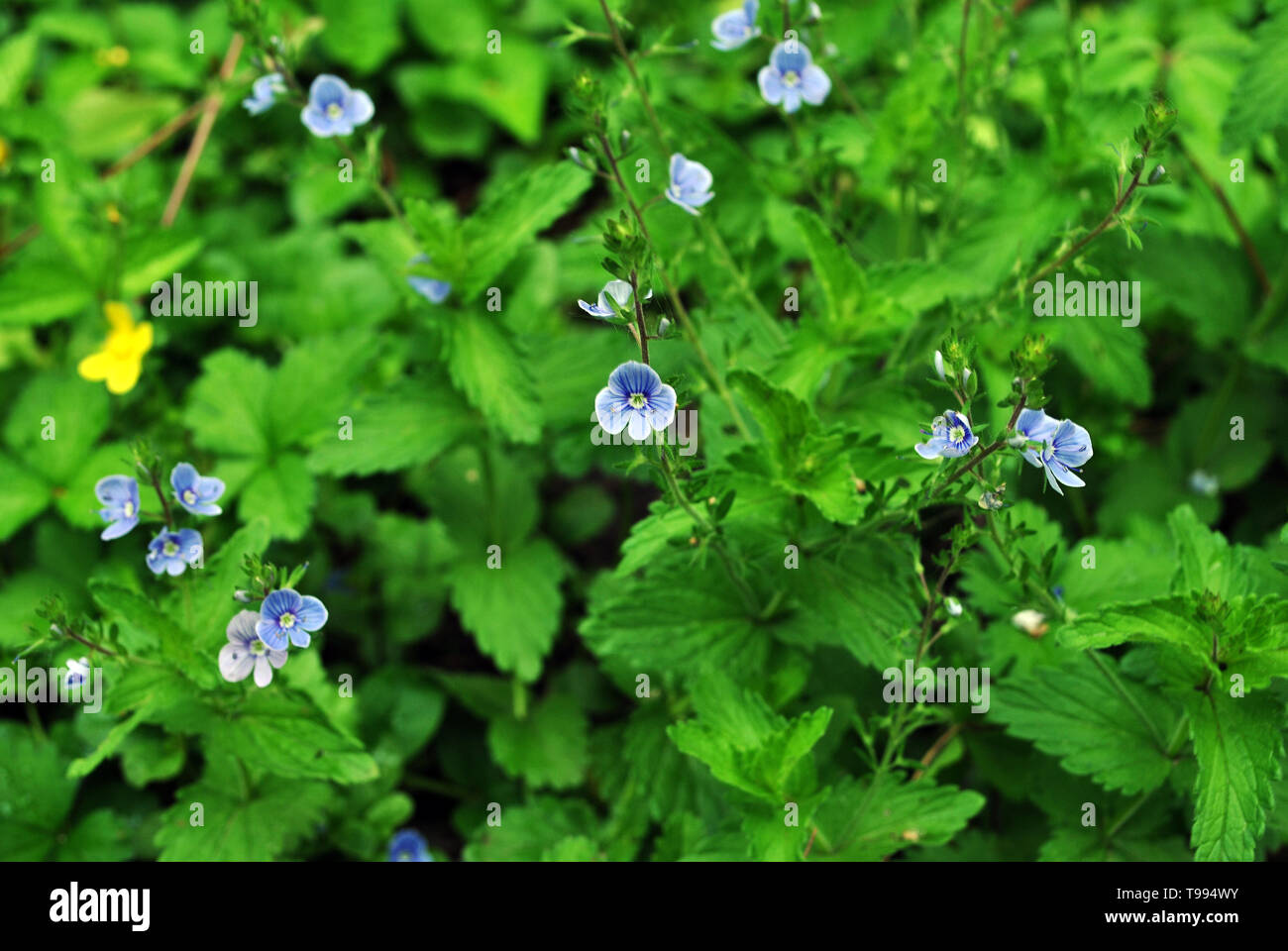 Veronica chamaedrys (speedwell, bird's eye, gypsyweed) green blurry ...