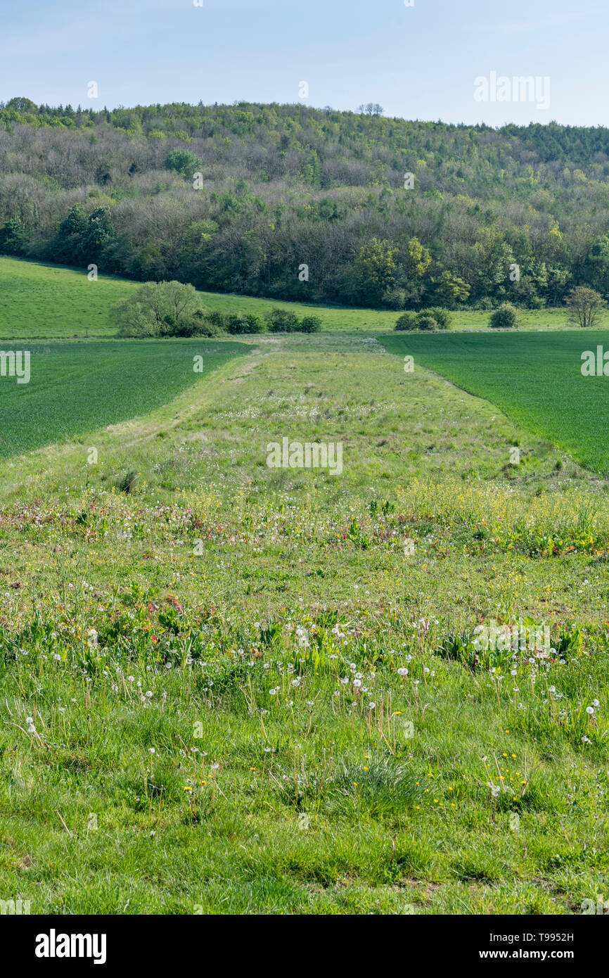 wild flowers planted at the edges of a field on a farm to help wildlife ...