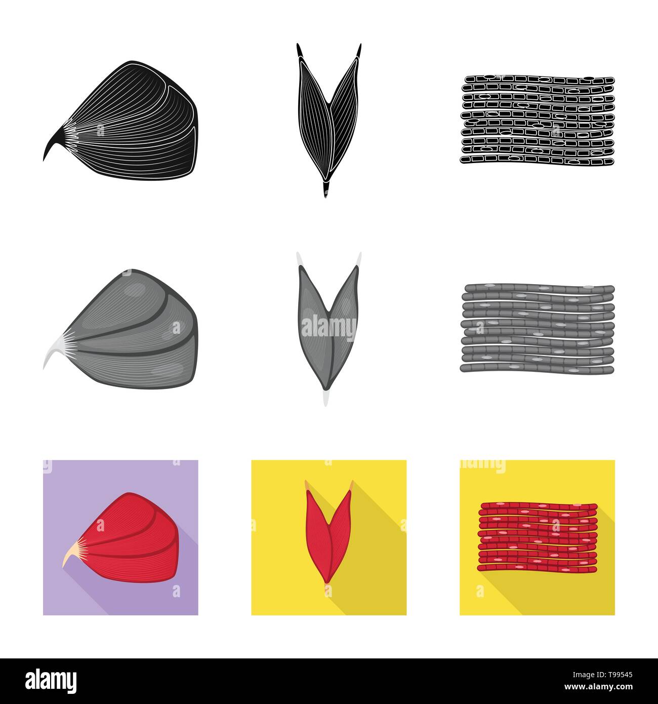 Vector design of fiber and muscular icon. Set of fiber and body stock ...