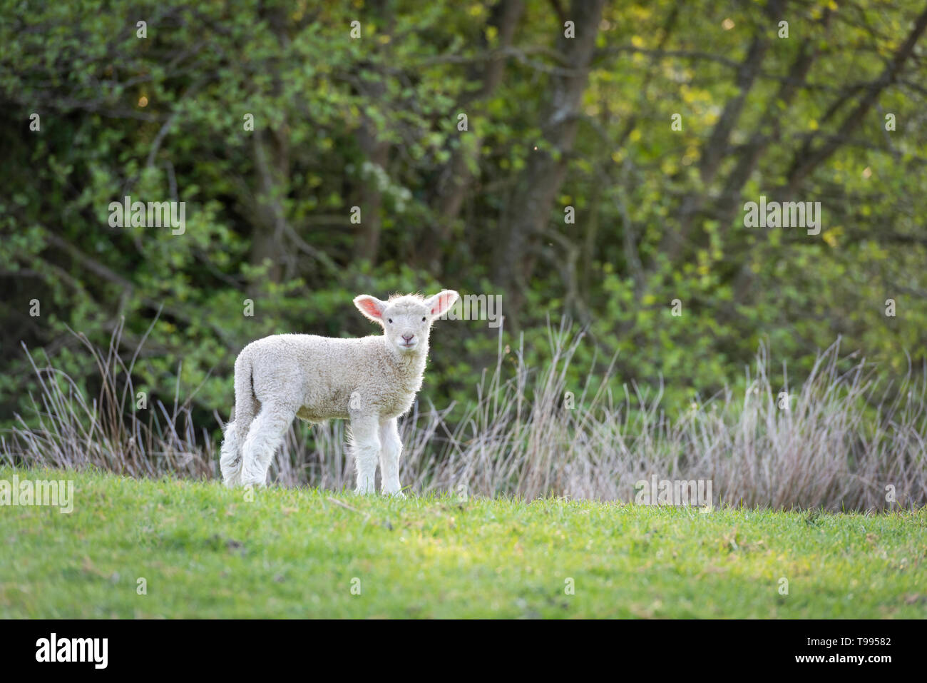 Livestock in farm field hi-res stock photography and images - Alamy