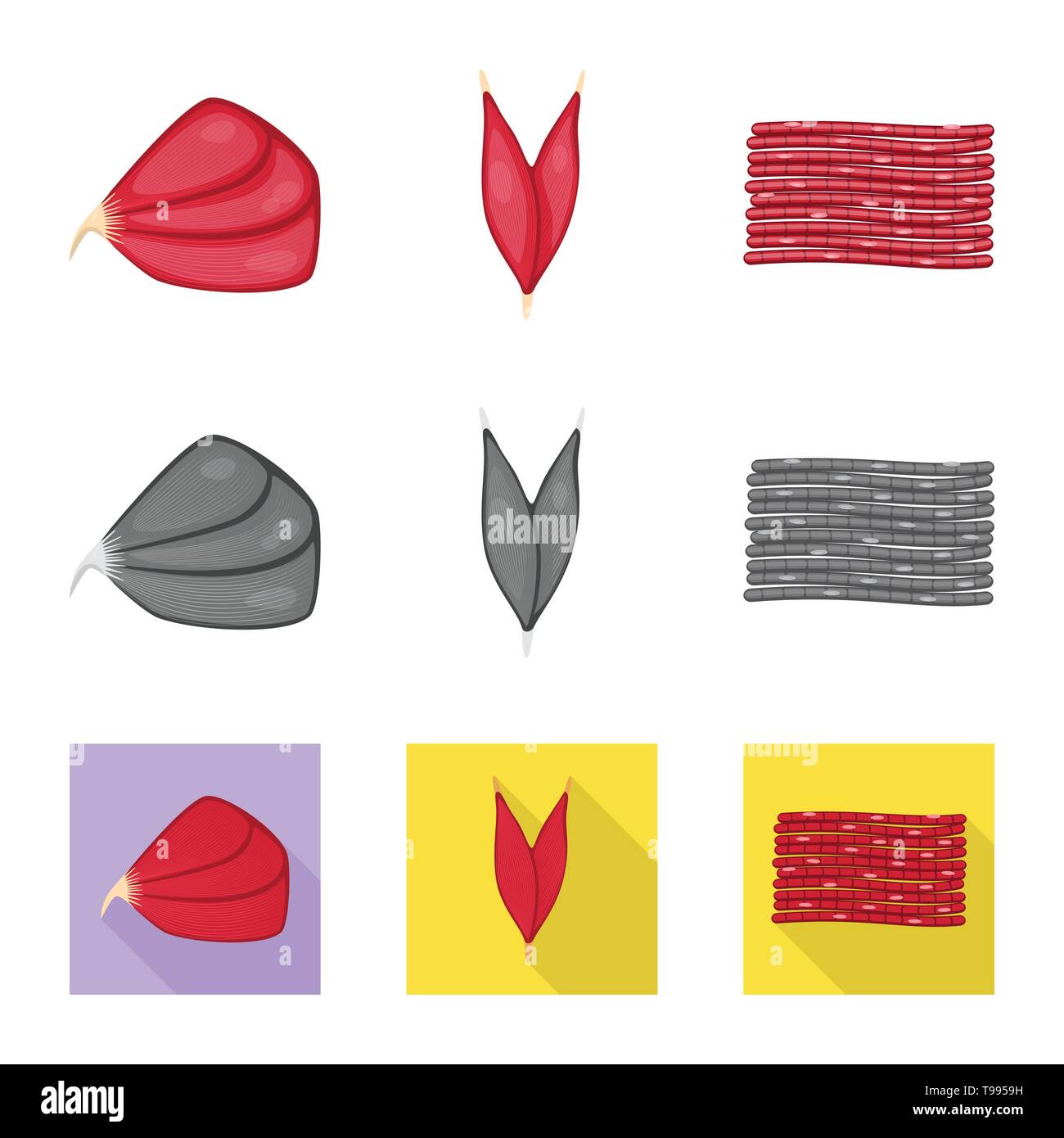 Vector design of fiber and muscular logo. Set of fiber and body stock ...