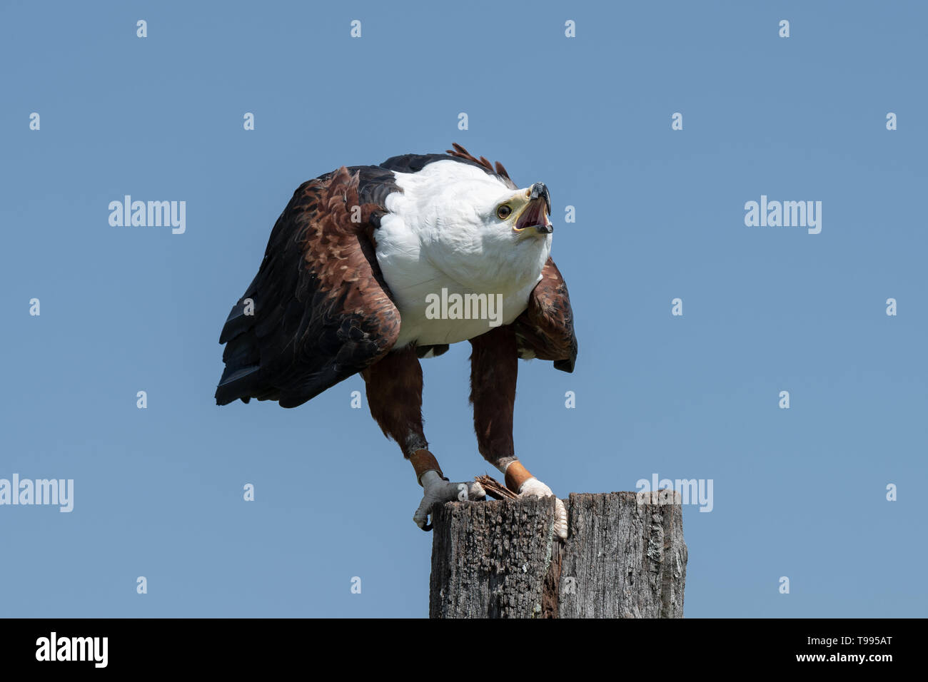 An African Fish eagle in the process of making her signature call Stock ...