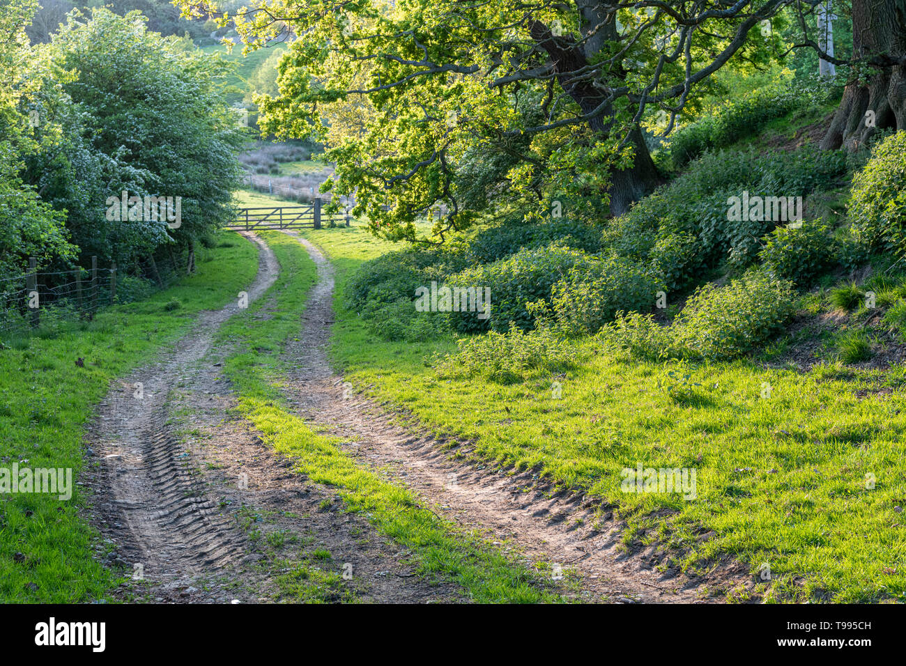 A cart track and rutted muddy path on a farm in Yorkshire UK Stock ...