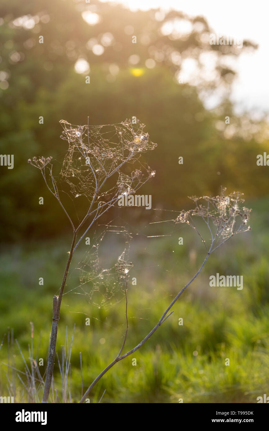 Webs on plant hi-res stock photography and images - Alamy