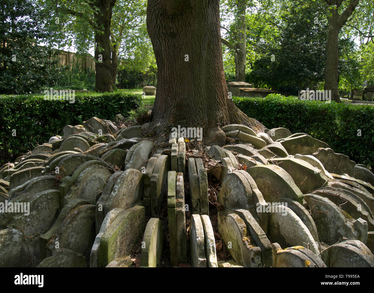 Grave stones surrounding the Hardy Tree in St. Pancras Old Church ...