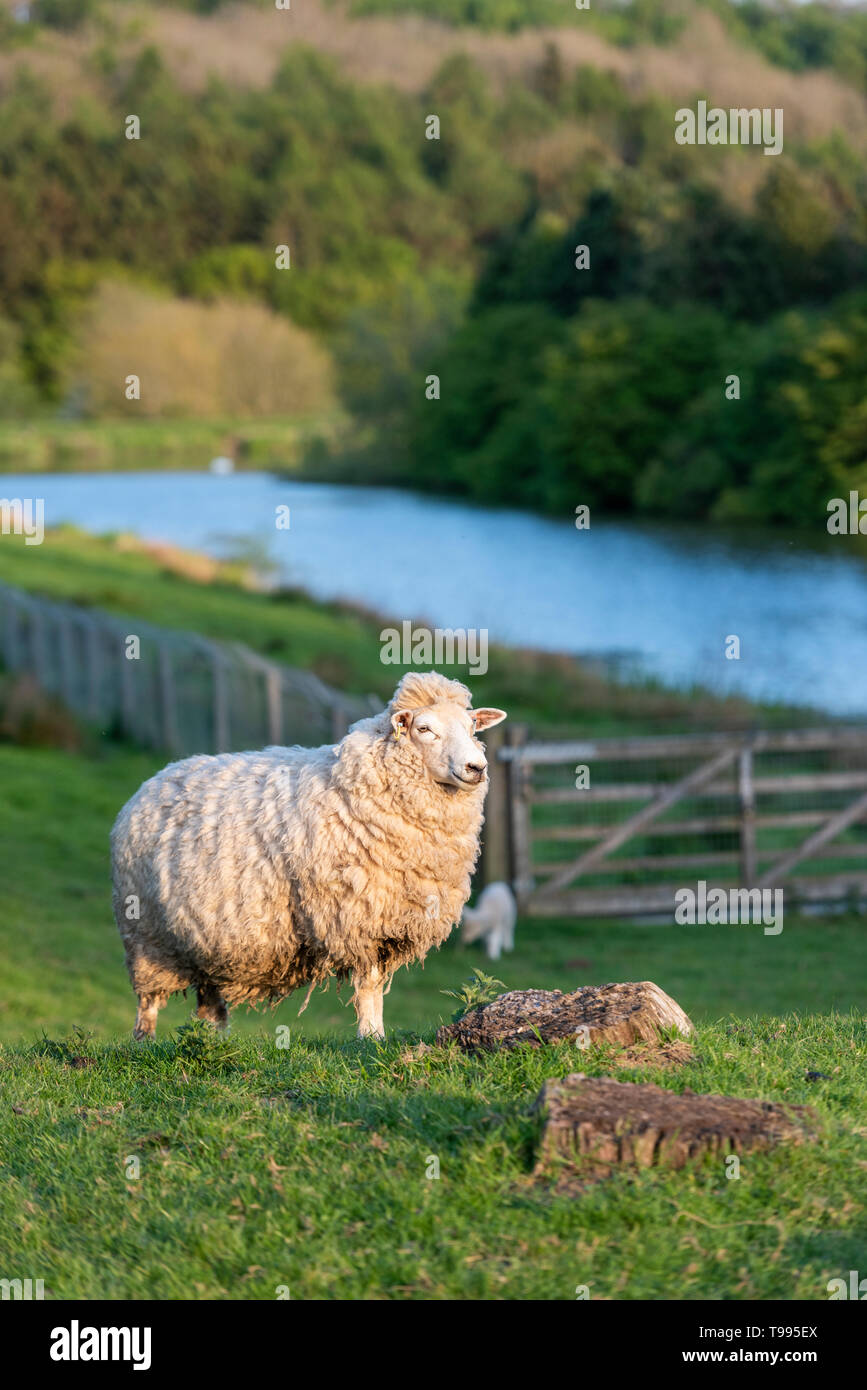 Sheep in a field hi-res stock photography and images - Alamy