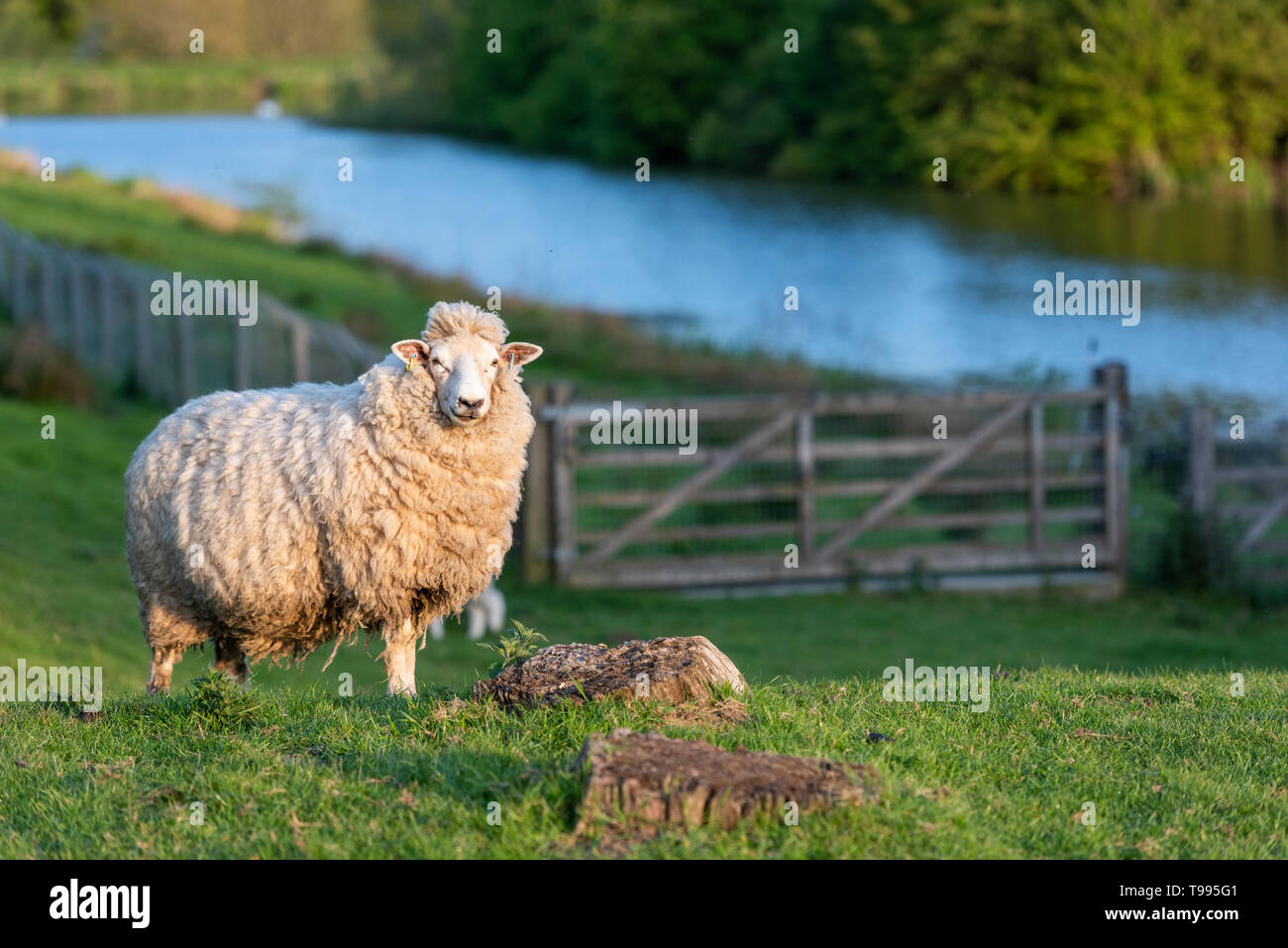 Sheep in a field on a farm in Yorkshire UK Stock Photo - Alamy