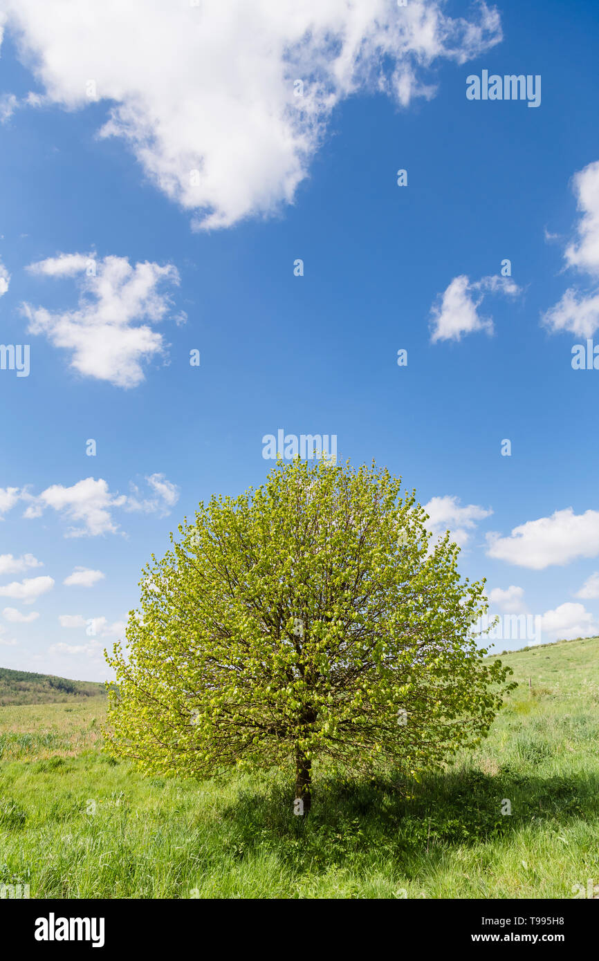 A lone tree in the Yorkshire countryside in summer UK Stock Photo - Alamy