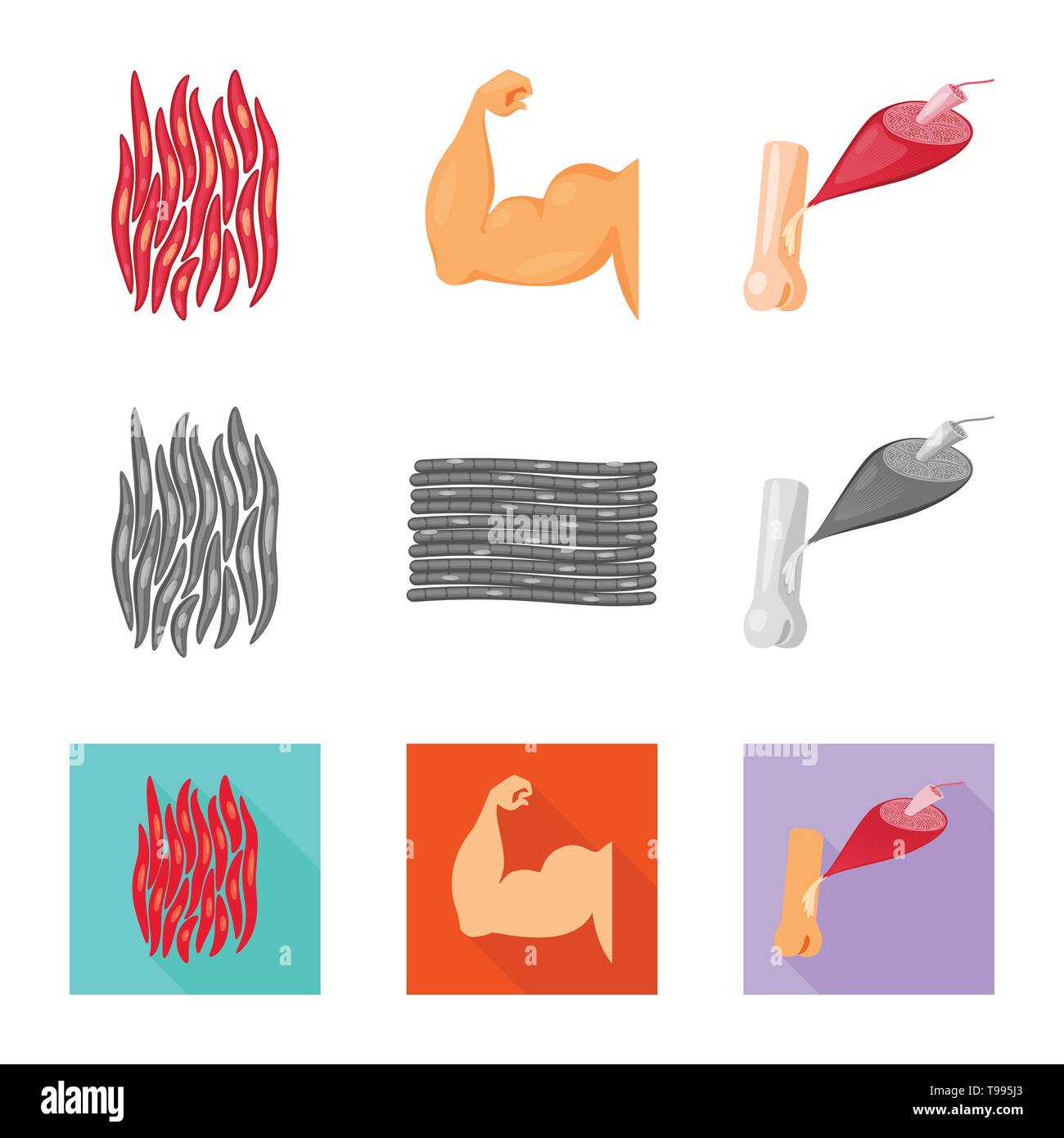 Vector illustration of fiber and muscular symbol. Set of fiber and body ...