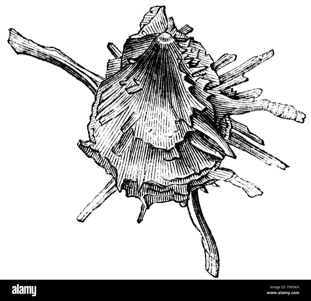 Spondylus spondylidae hi-res stock photography and images - Alamy