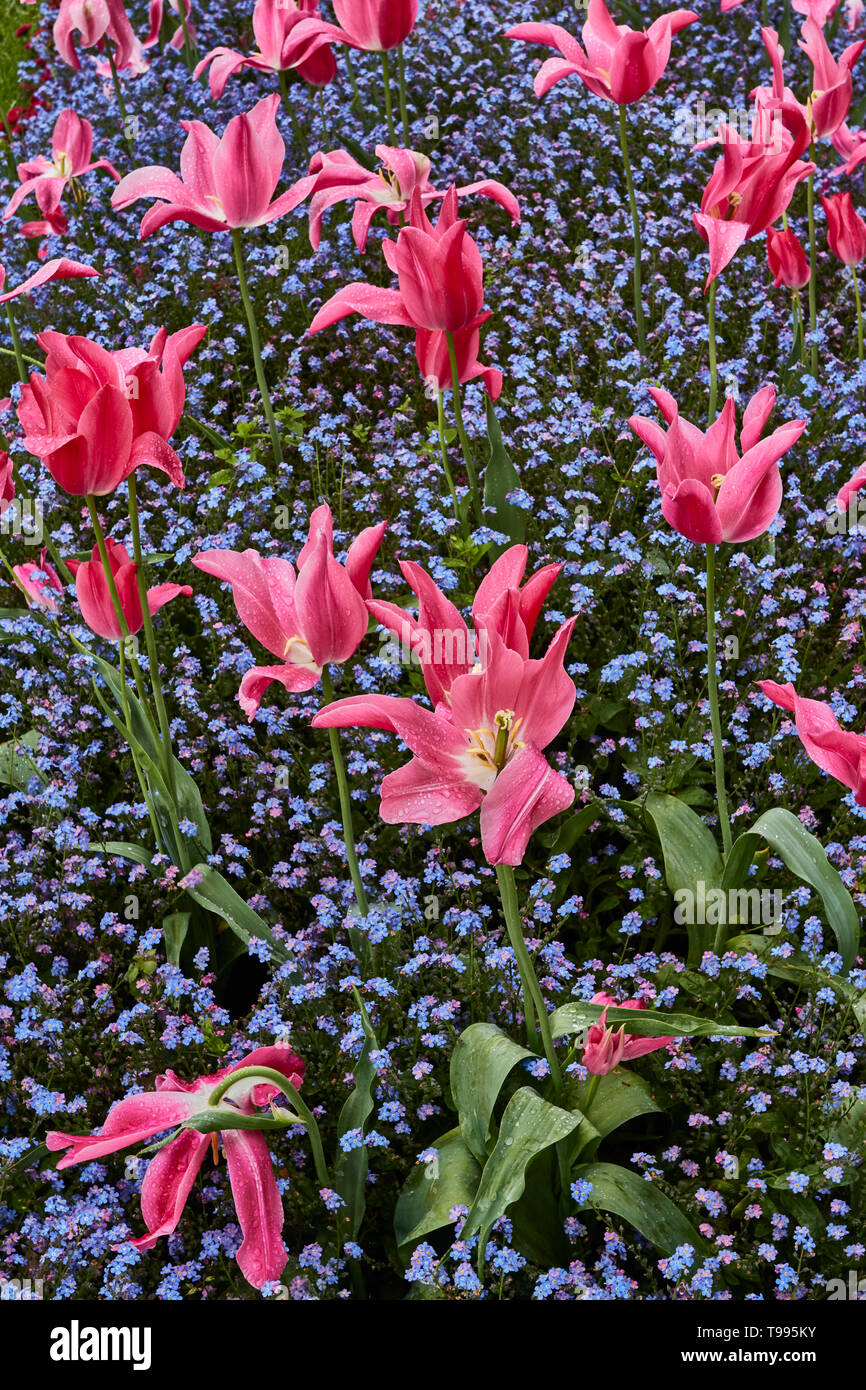 Abstract nature spring flower portrait Stock Photo - Alamy