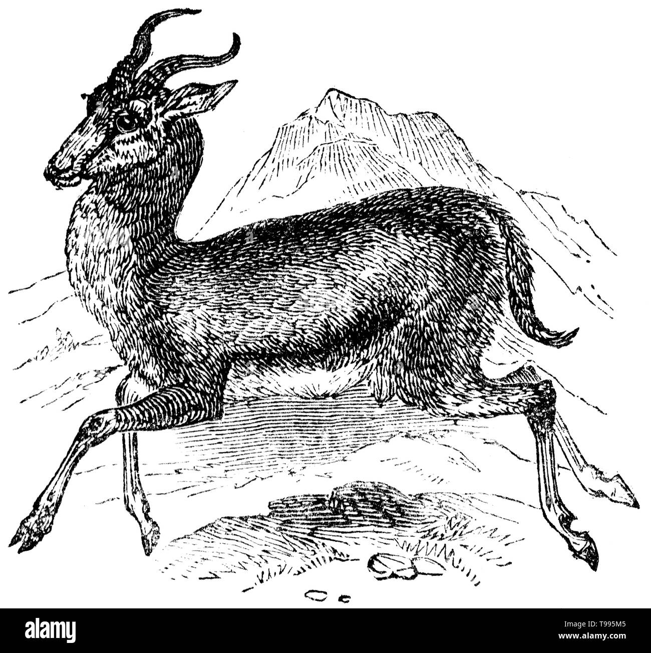 Antilope euchure hi-res stock photography and images - Alamy